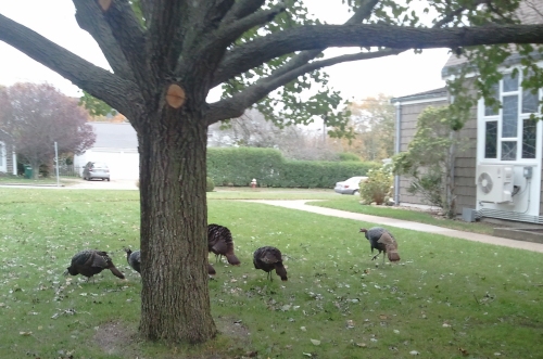 Turkeys on the church lawn | the reproach of Christ